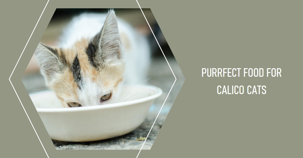 The Ultimate Guide to the Best Food for Calico Cats: Keeping Your ...